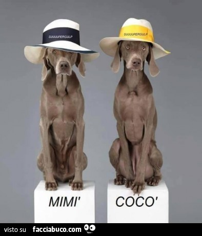 Mimì & Cocò | gecolife